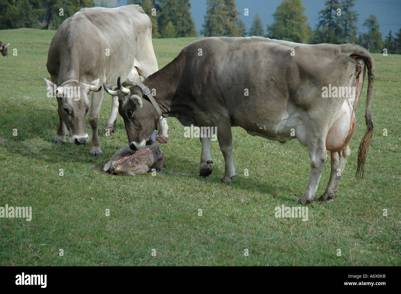 Alpen Alps Tiere animals Weide feedlot willow Kuh cow Stock Photo - Alamy