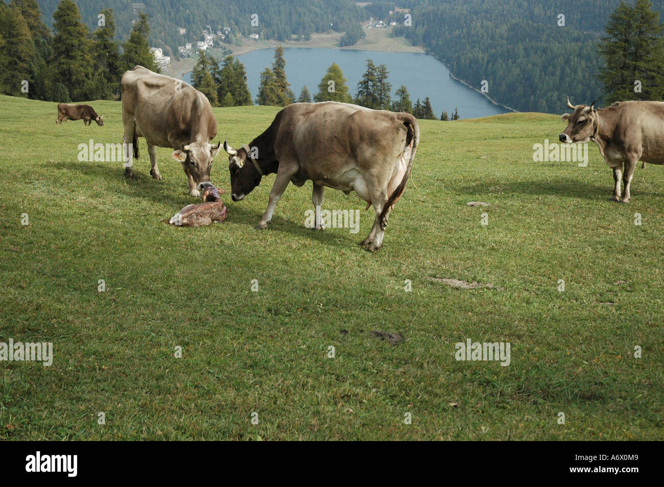 Alpen Alps Tiere animals Weide feedlot willow Kuh cow Stock Photo - Alamy