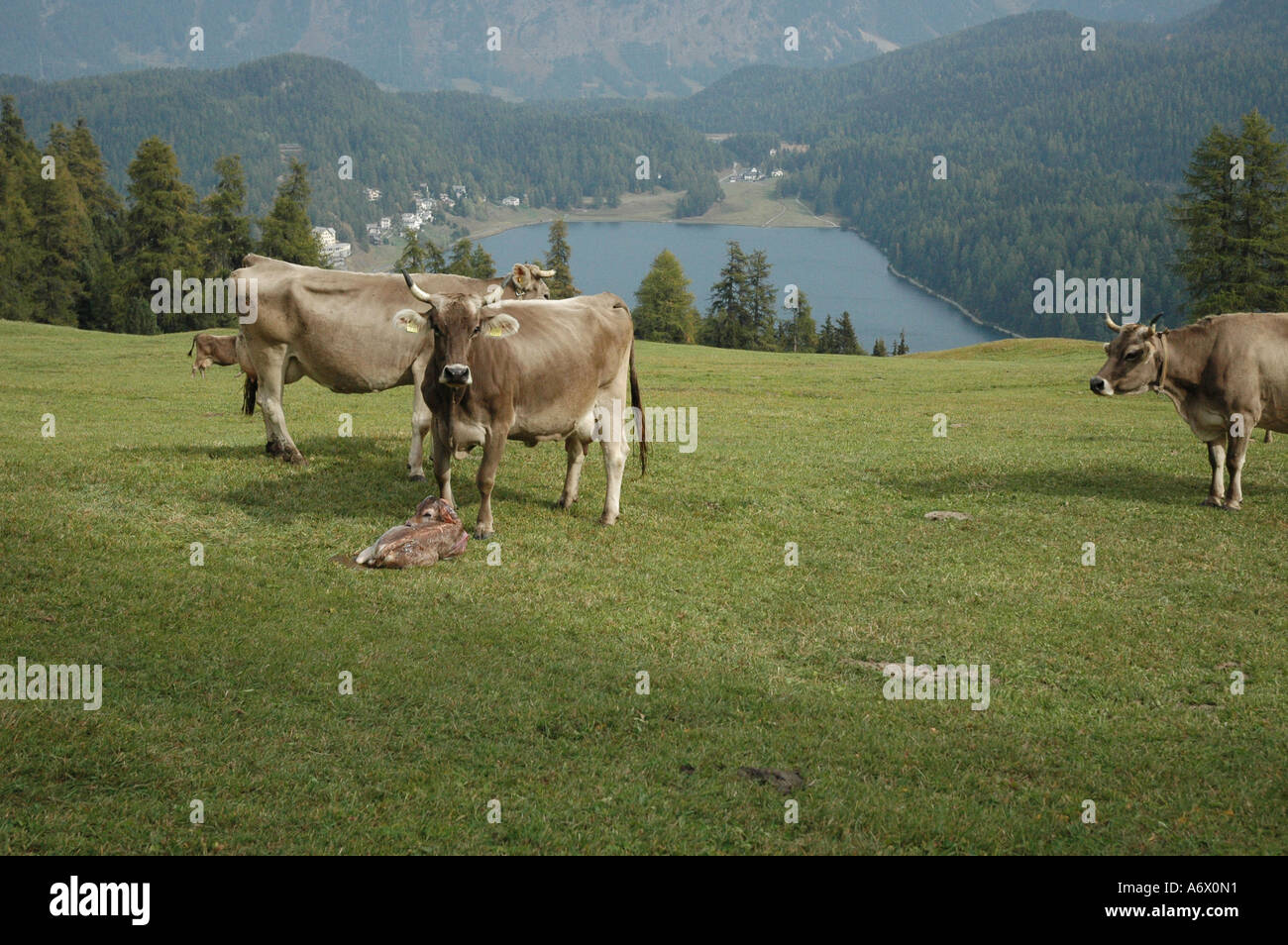 Alpen Alps Tiere animals Weide feedlot willow Kuh cow Stock Photo - Alamy