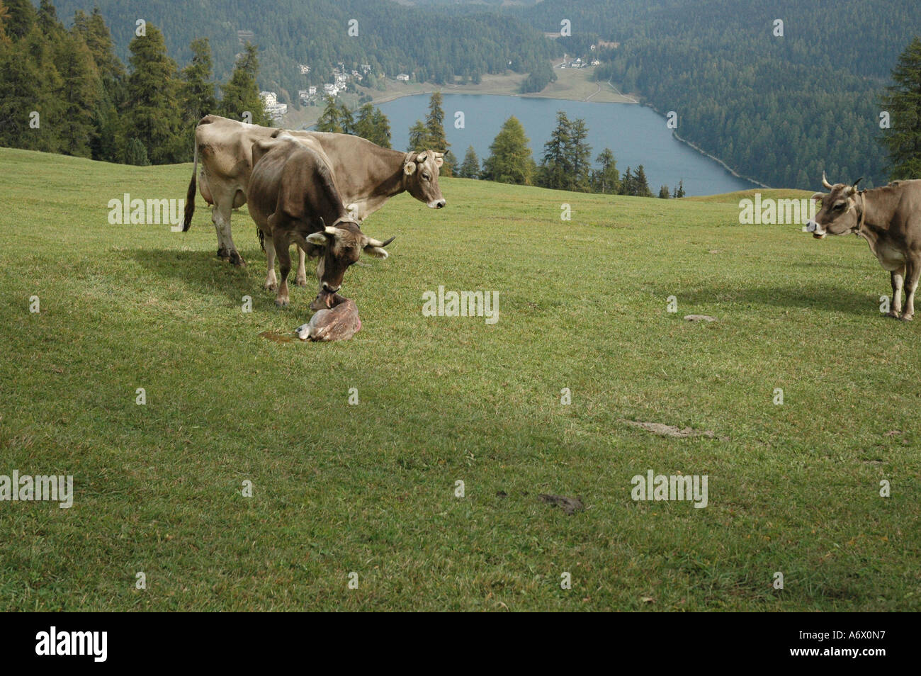 Alpen Alps Tiere animals Weide feedlot willow Kuh cow Stock Photo - Alamy