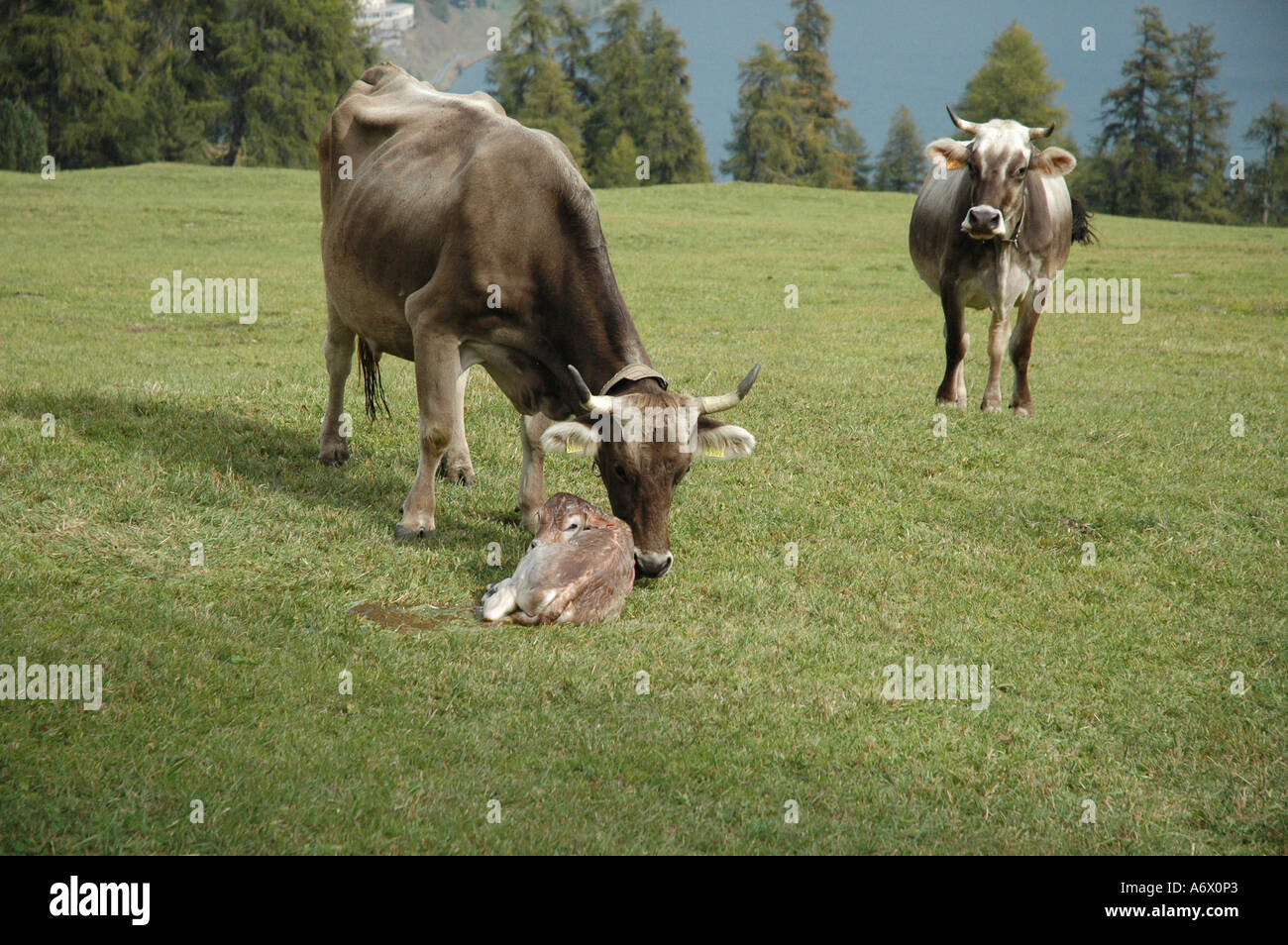 Alpen Alps Tiere animals Weide feedlot willow Kuh cow Stock Photo - Alamy