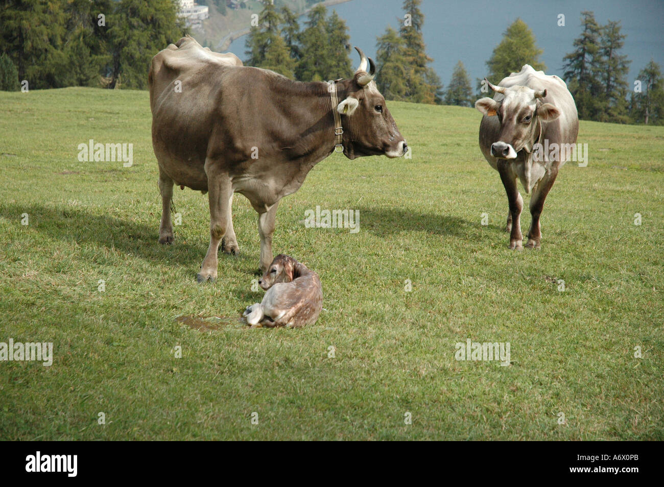 Alpen Alps Tiere animals Weide feedlot willow Kuh cow Stock Photo - Alamy
