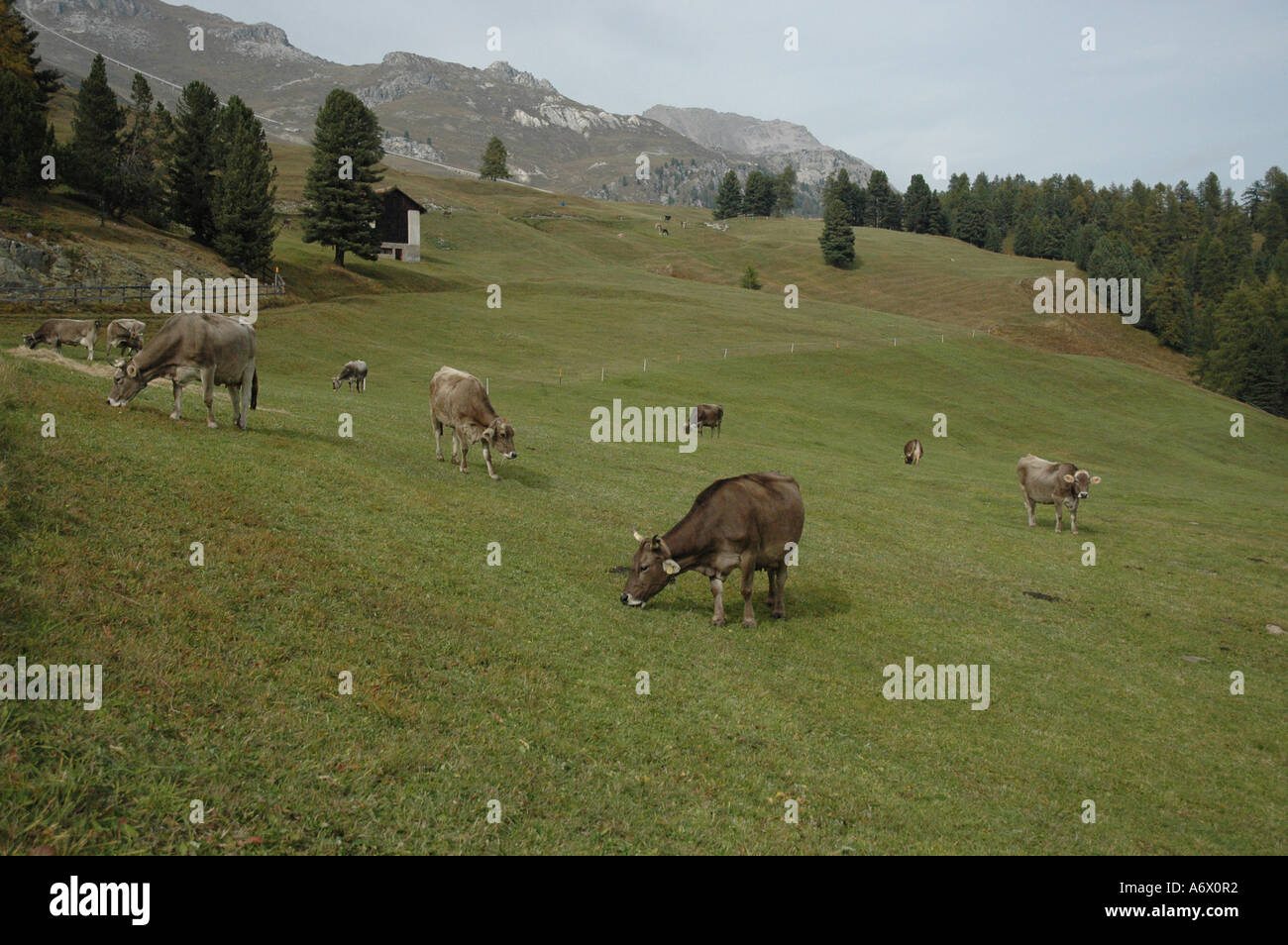 Alpen Alps Tiere animals Weide feedlot willow Kuh cow Stock Photo - Alamy