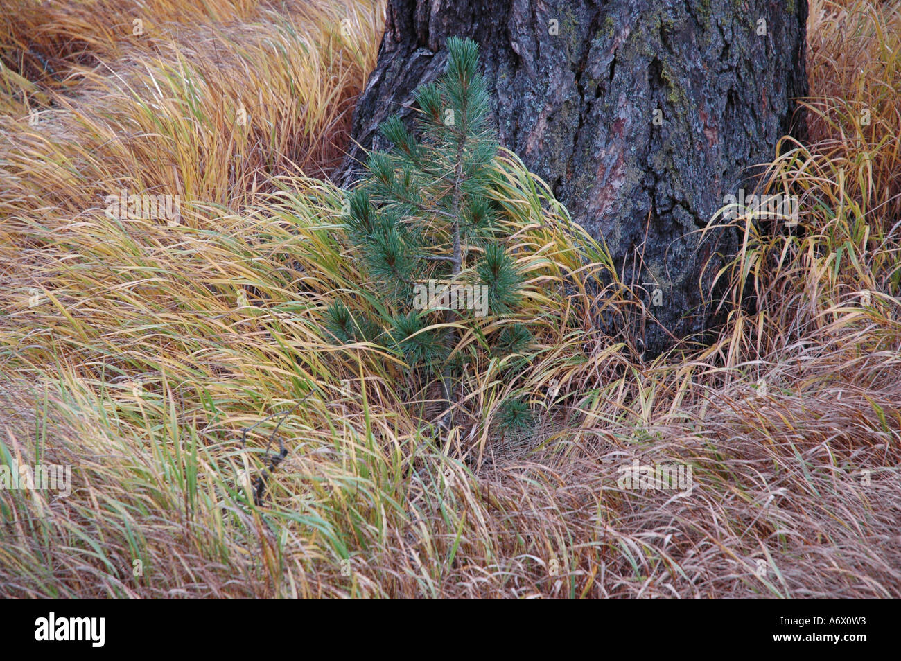 Alpen Alps Wald Forest Gras grass Baumstamm tree trunk Stock Photo - Alamy