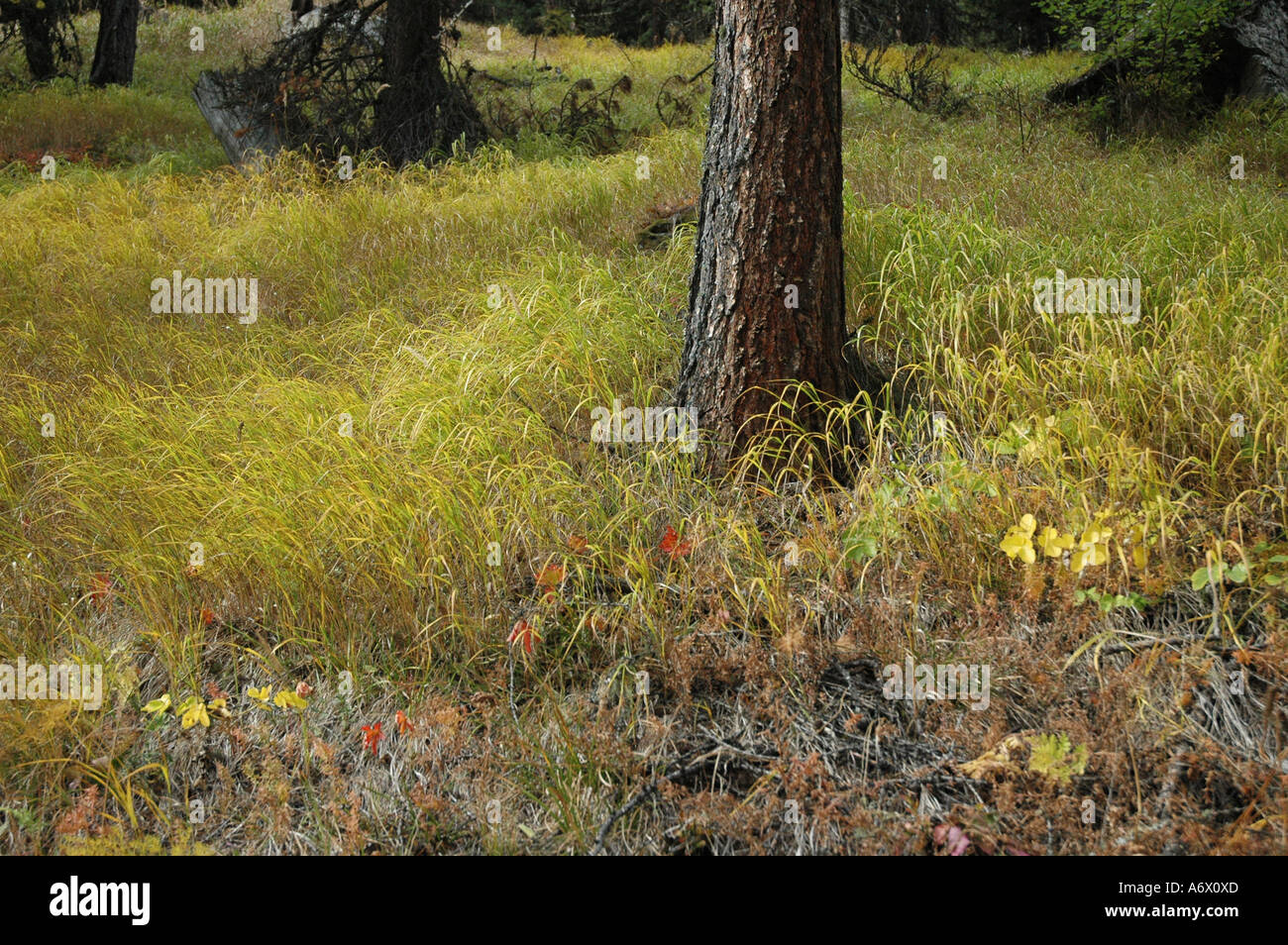 Alpen Alps Wald Forest Nadelbaum conifer Baumstamm tree trunk Stock ...