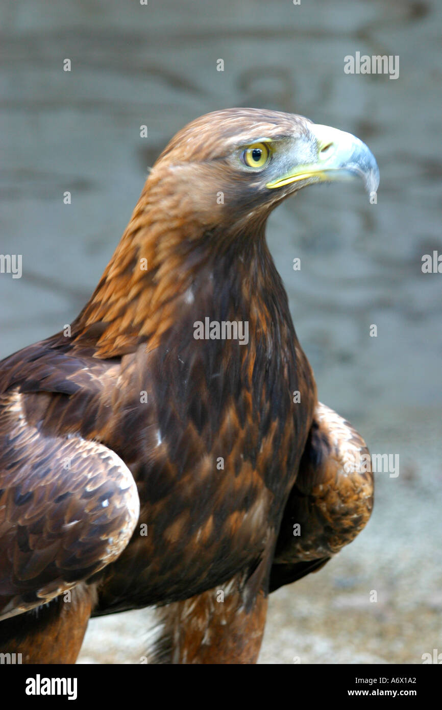 Harris hawk head bird hi-res stock photography and images - Alamy