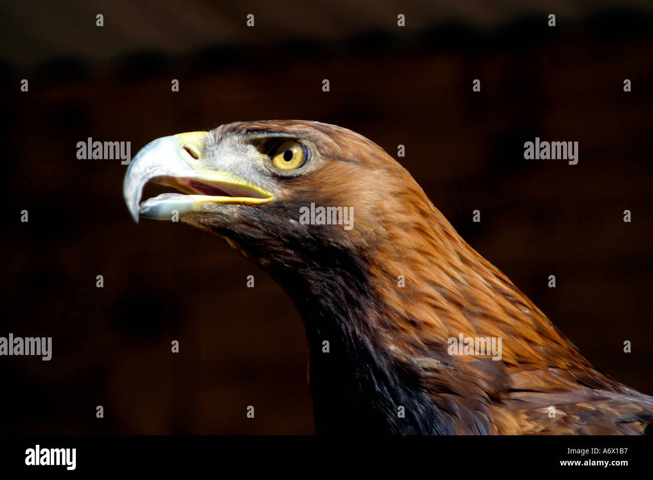 Harris Hawk face close up Stock Photo - Alamy