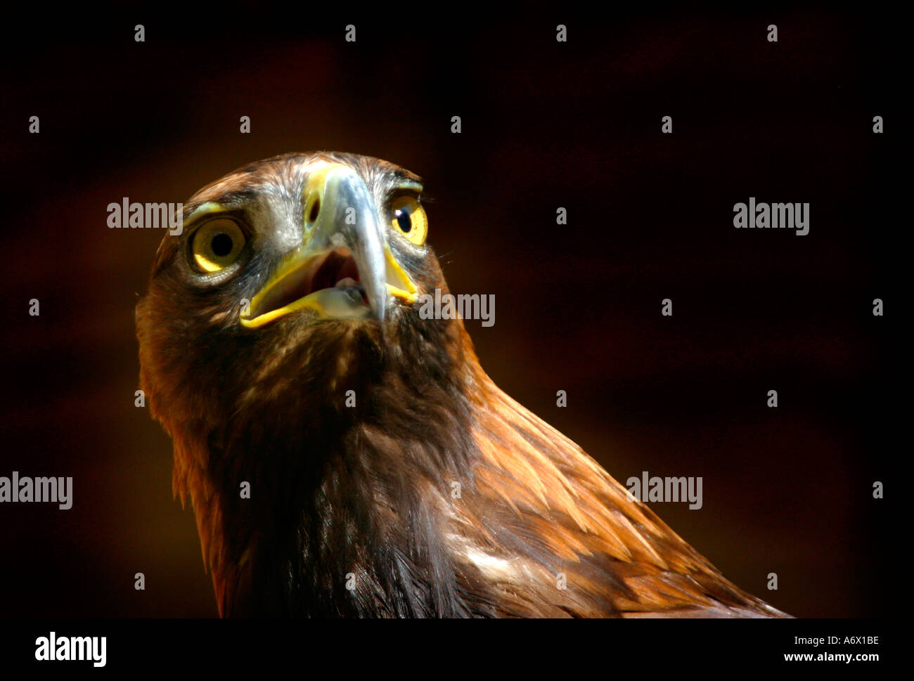 Hawk beak angry hi-res stock photography and images - Alamy