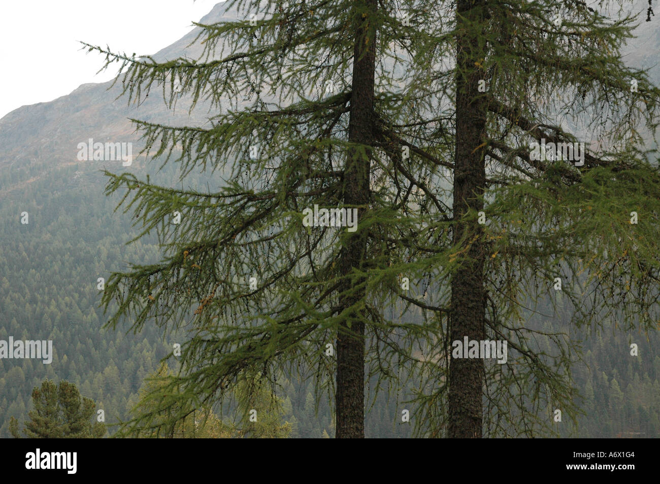 Nadelbaum conifer zwei two Bäume trees Stock Photo - Alamy