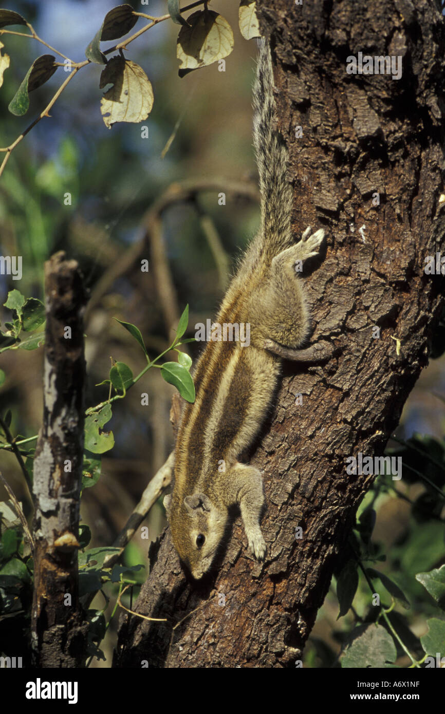 Chipmunk with long tail hi-res stock photography and images - Alamy