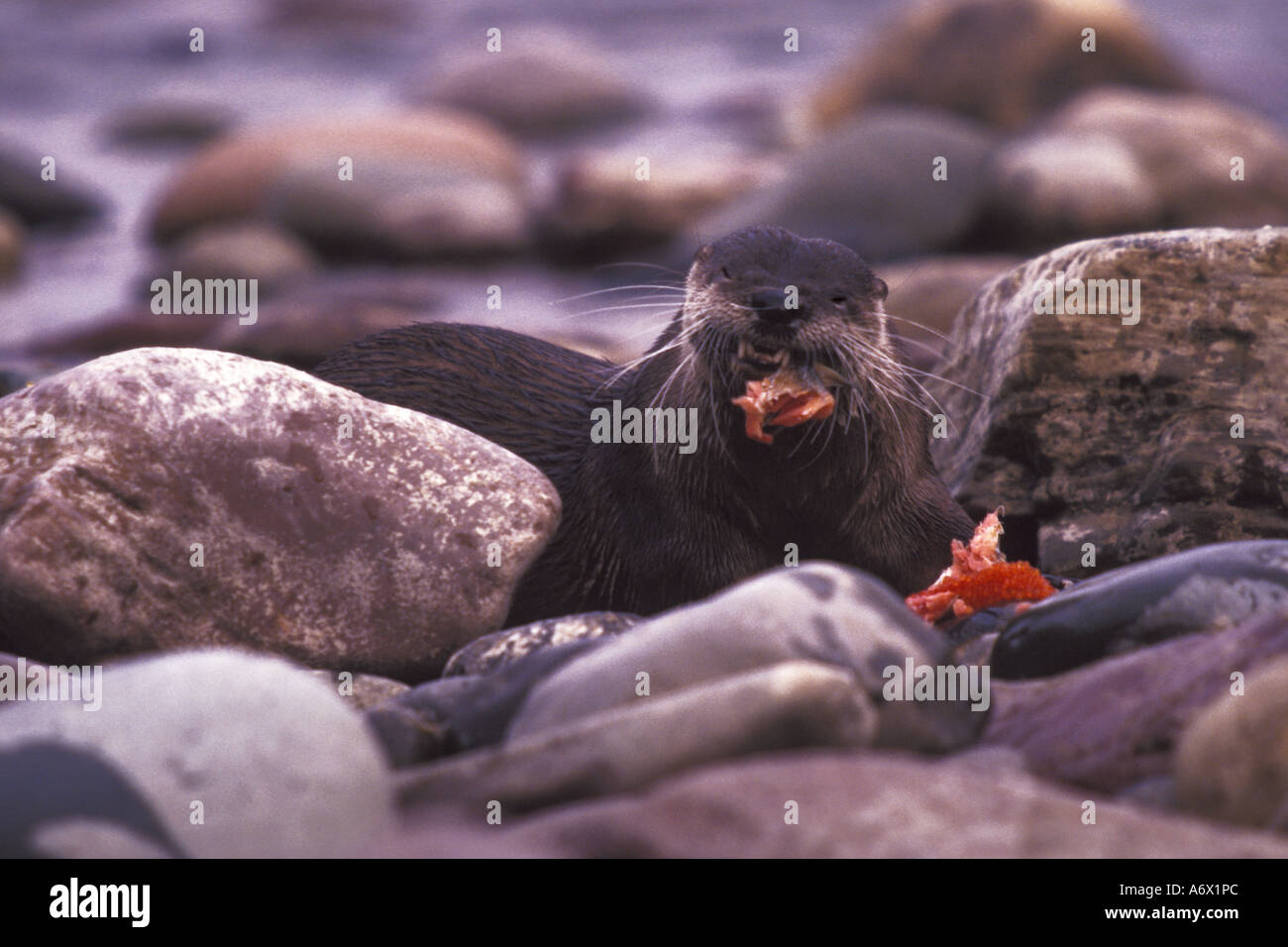 River Otter with Fish Dinner Stock Photo - Alamy