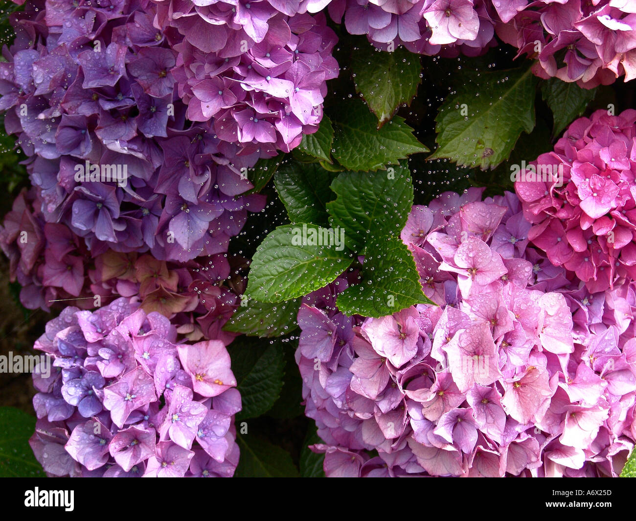 hydrangea after rain Stock Photo - Alamy