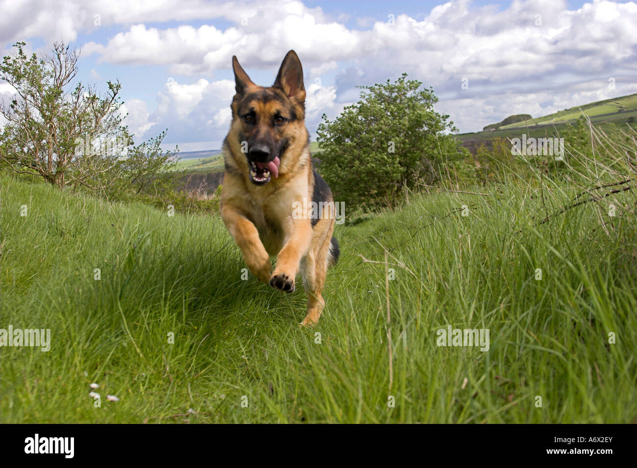 German Shepherd Running,One dog running,1 dog running Stock Photo - Alamy