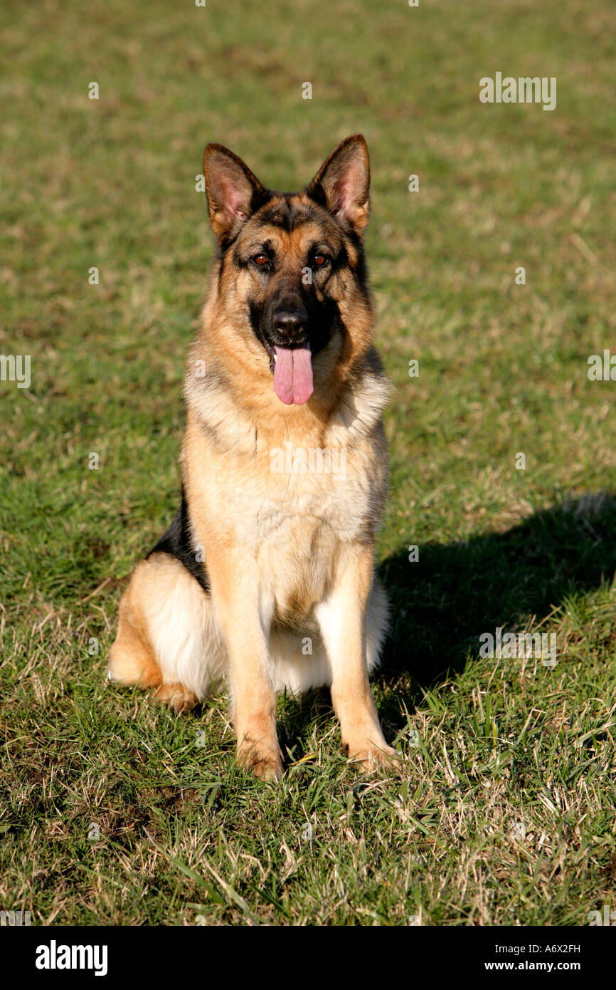 German shepherd guide dog hi-res stock photography and images - Alamy