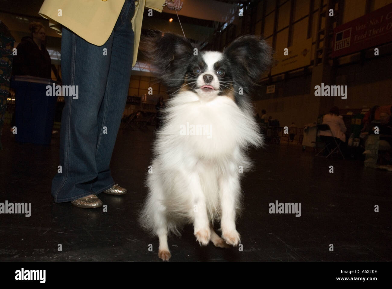 A papillon dog Stock Photo - Alamy