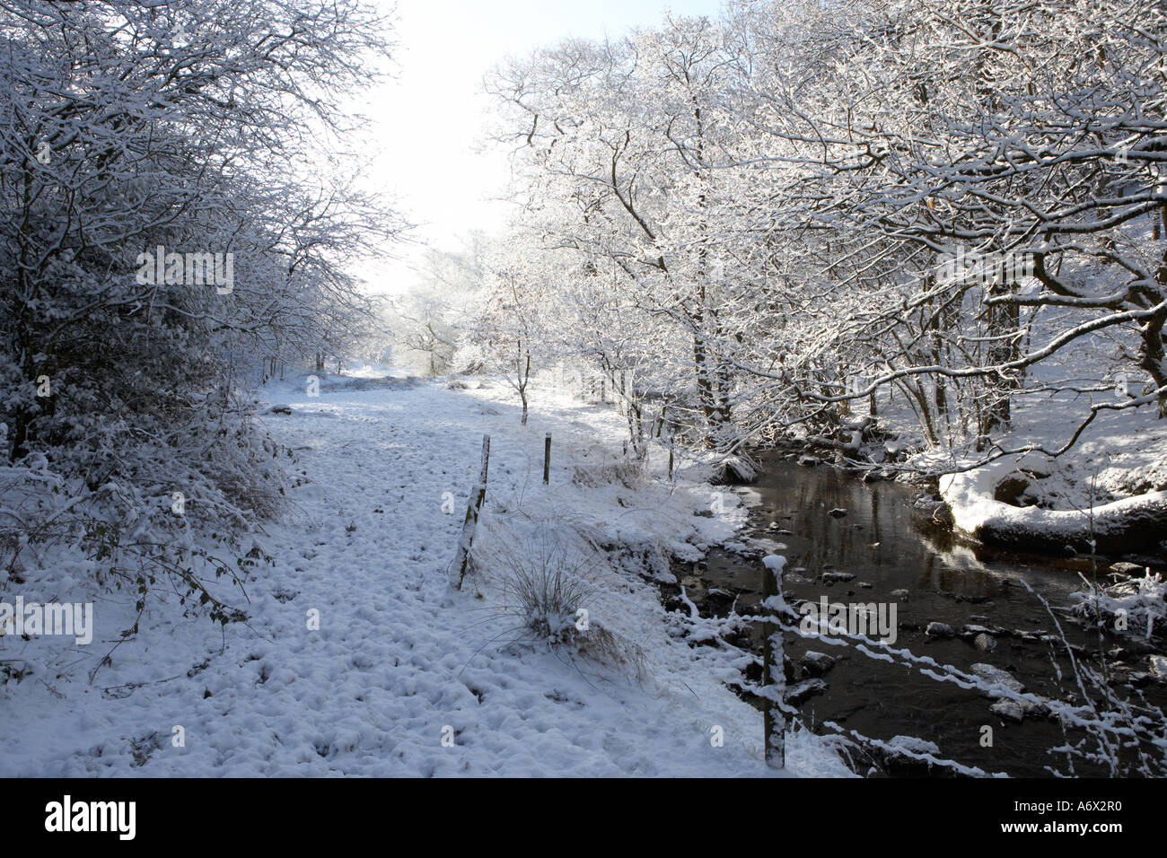 snow covered woodland valley with leafless trees Stock Photo - Alamy