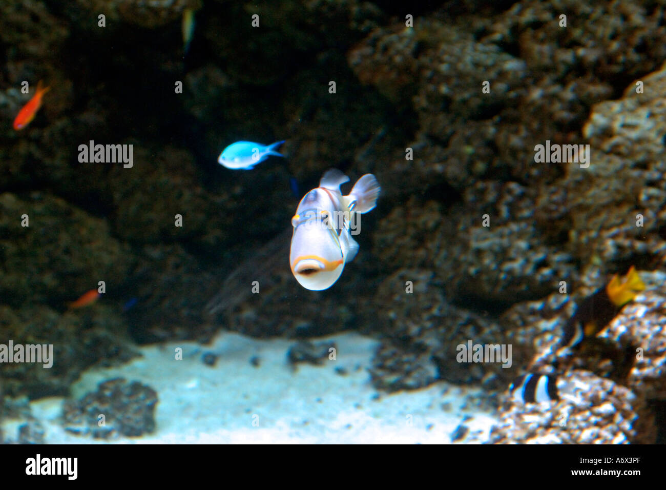 Coral Reef fish Stock Photo - Alamy