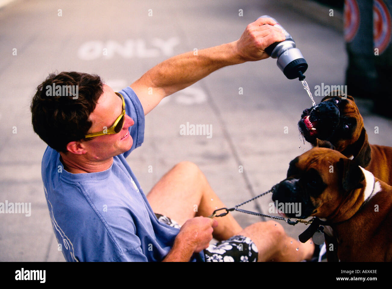 boxer dogs drinking water from a water bottle Stock Photo - Alamy