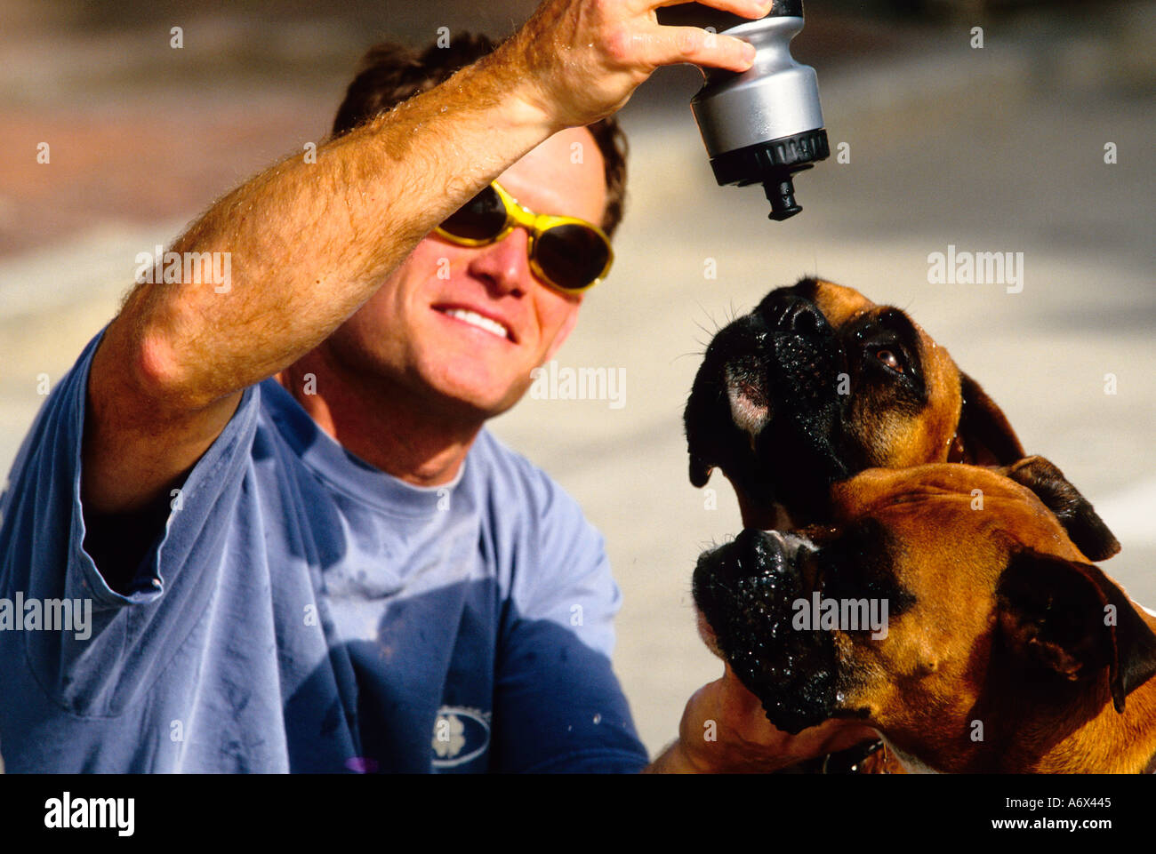 A dog drinking water from a bottle hi-res stock photography and images ...