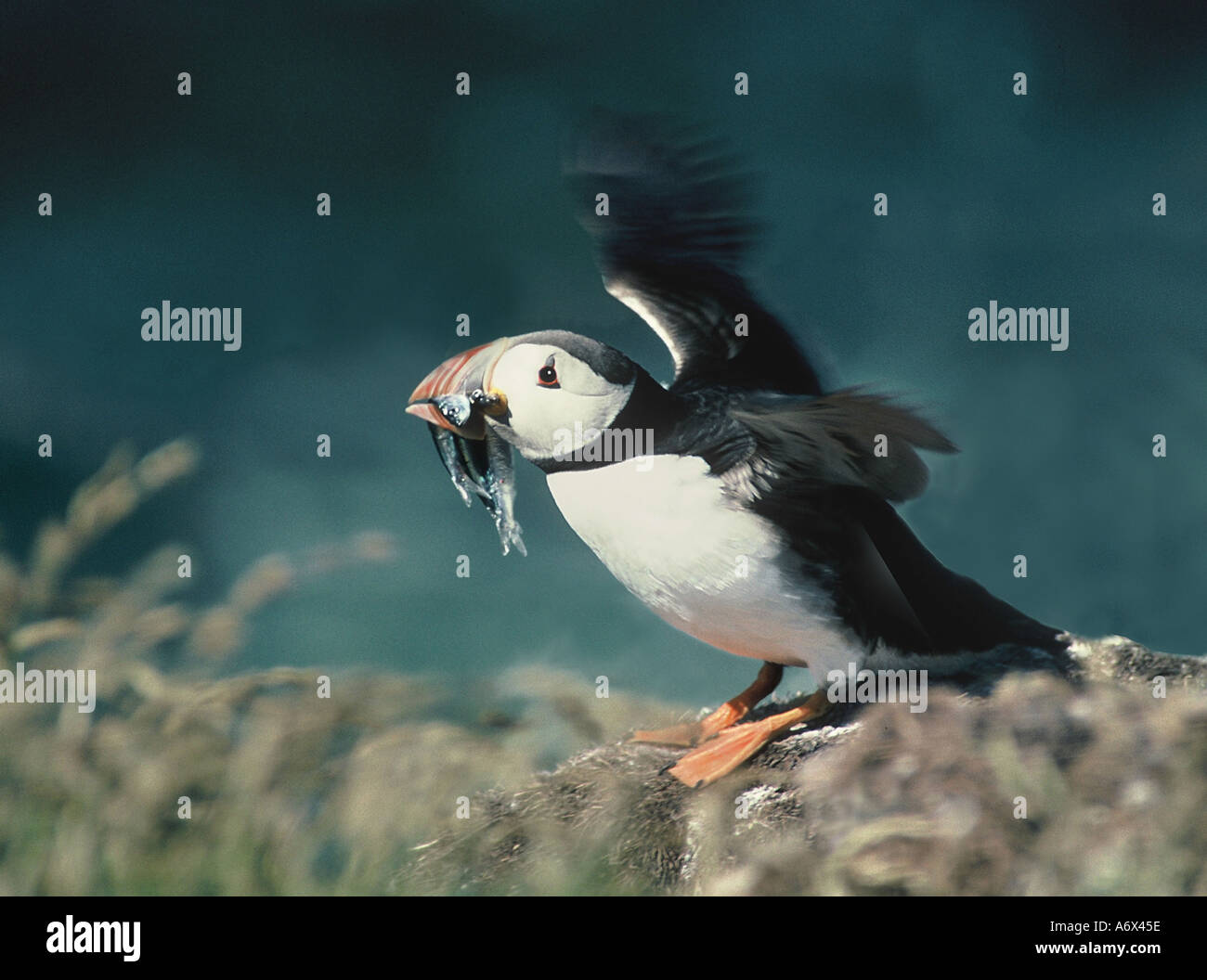 Fidra puffin hi-res stock photography and images - Alamy