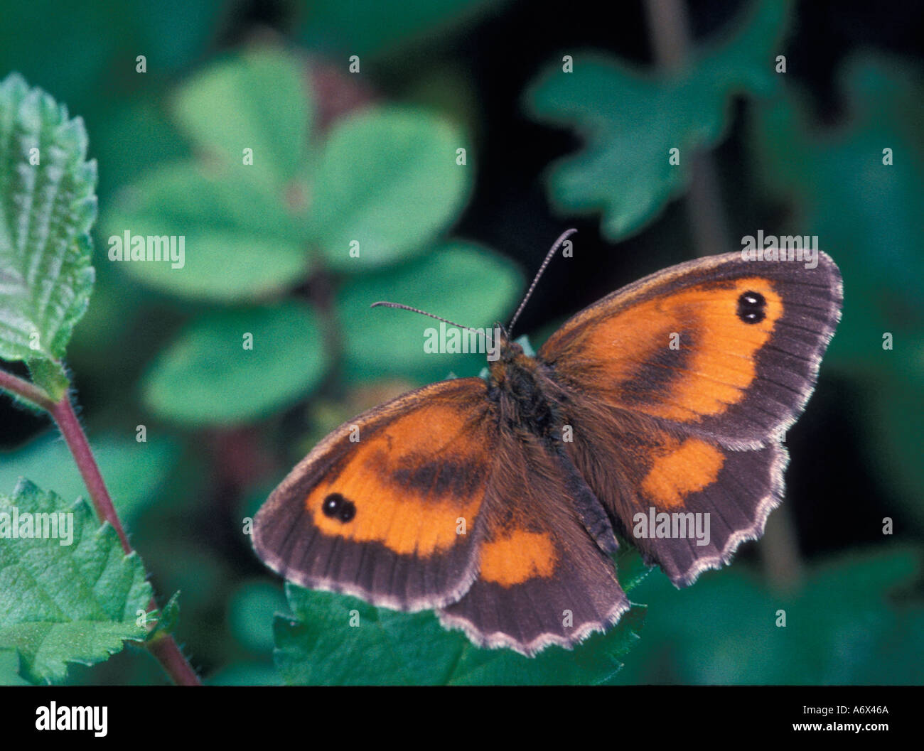 british english red rocks wirral gate keeper or hedge brown butterfly ...