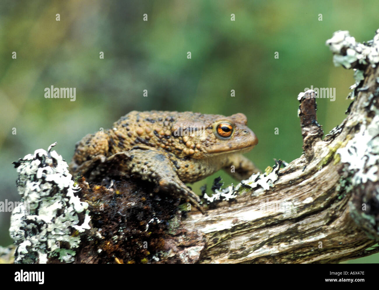 british scotland highlands common toad Stock Photo - Alamy