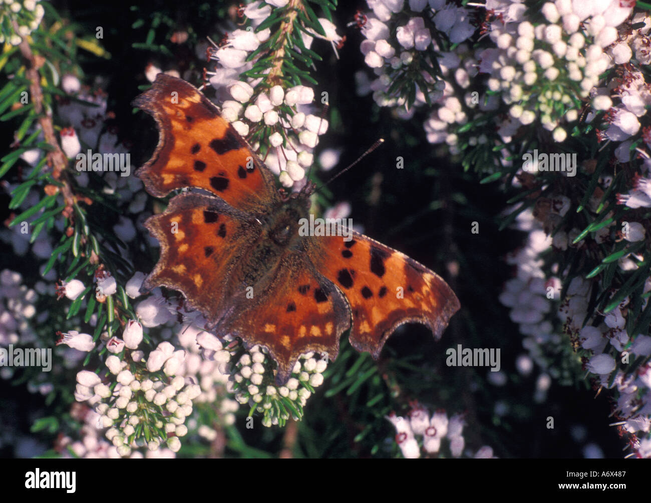 Foodplants british butterflies insects hi-res stock photography and ...