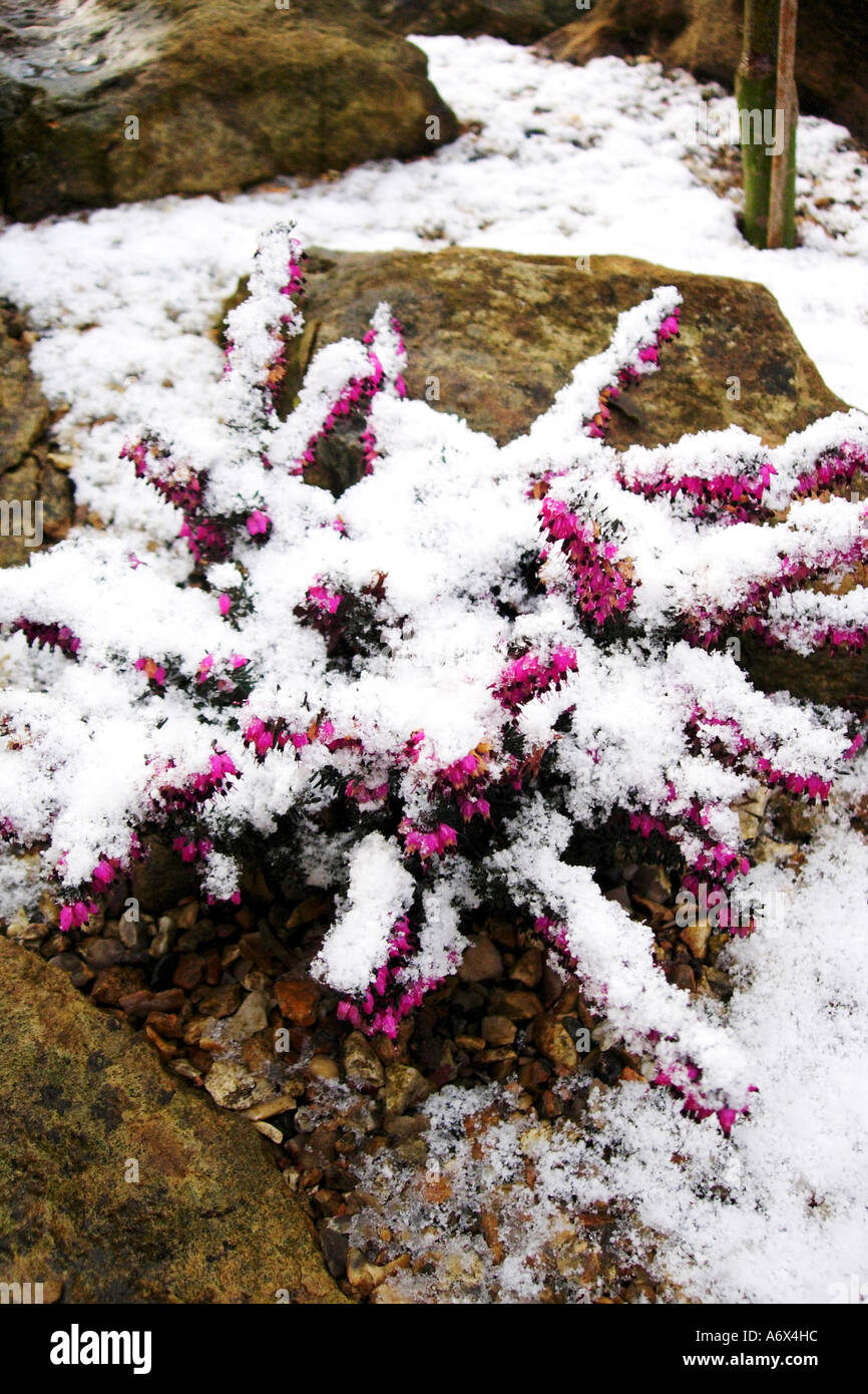 Covered with erica flowers hi-res stock photography and images - Alamy