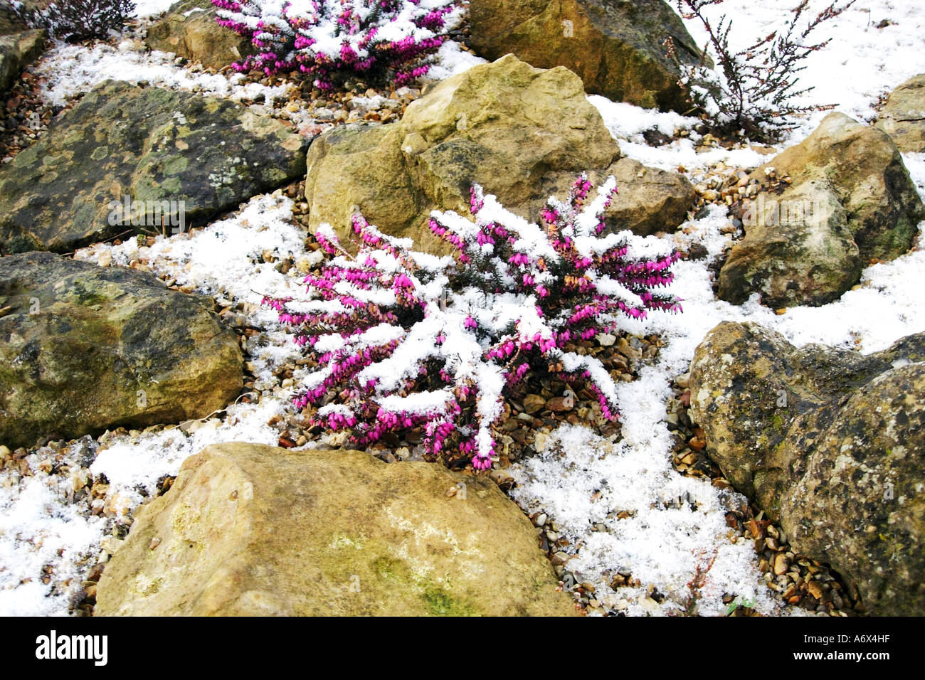 Snow covered heather erica on a scottish hillside Stock Photo - Alamy