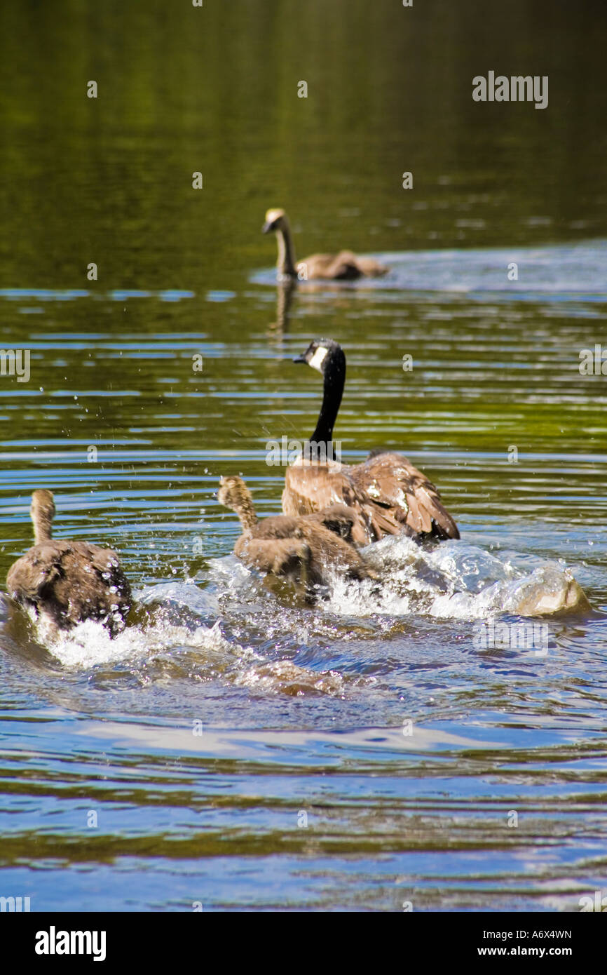 Canada Geese and goslings (Branta canadensis)swimming away from shore ...