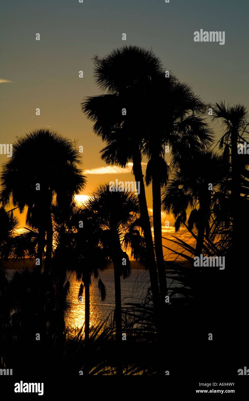 Sabal palms sunset hi-res stock photography and images - Alamy
