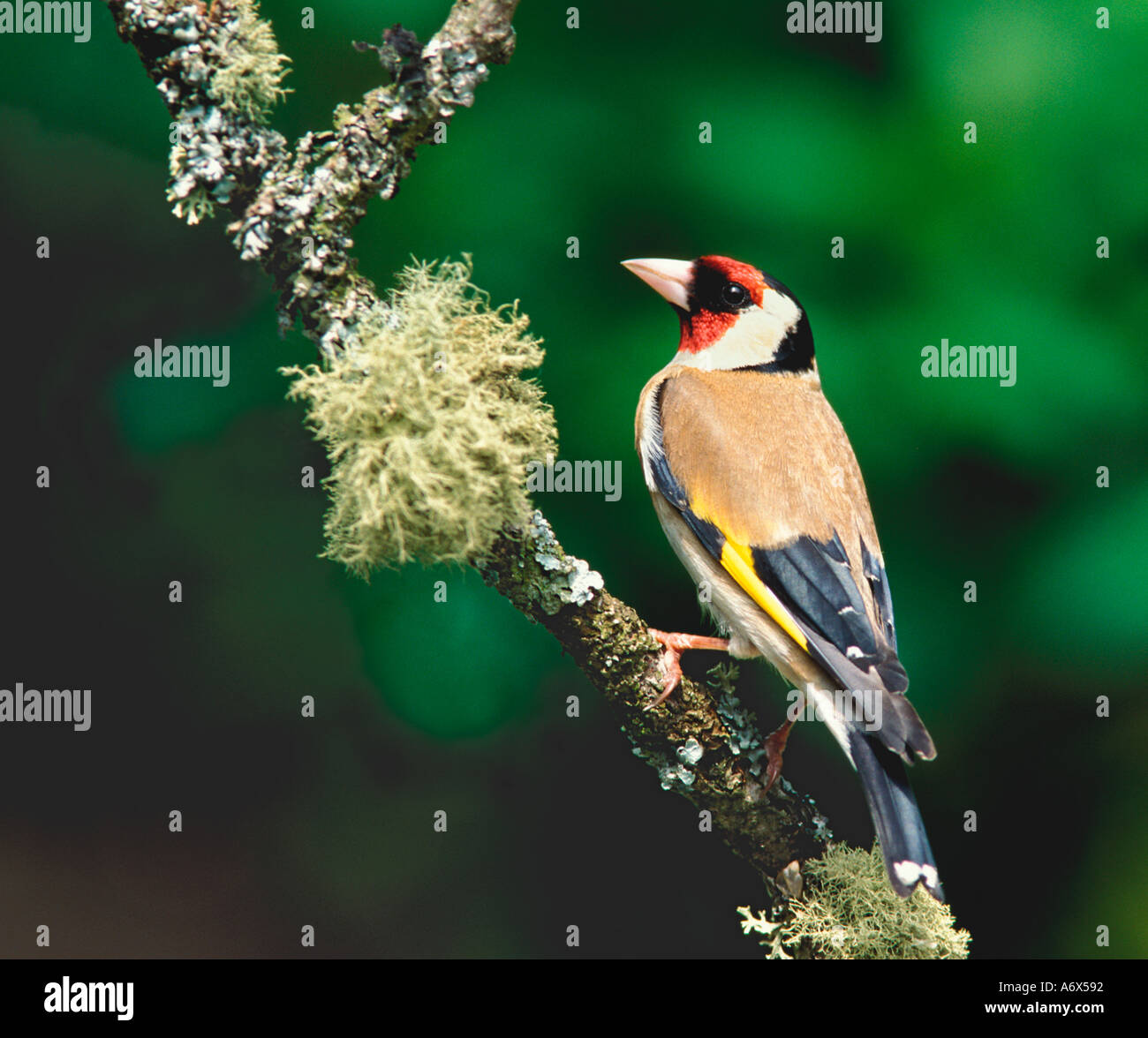 british english male goldfinch wirral garden Stock Photo - Alamy
