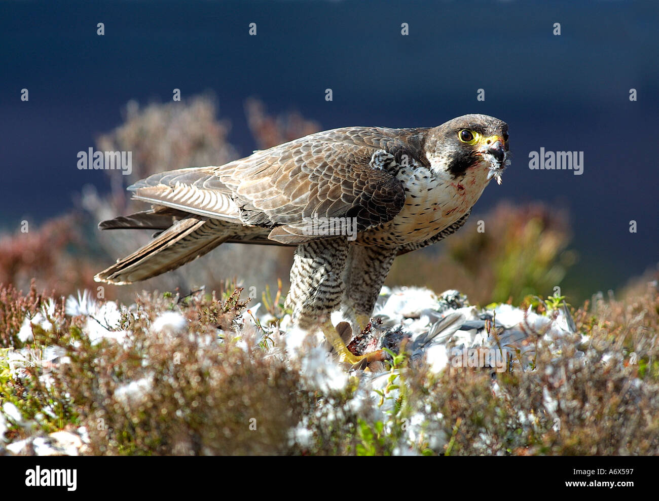 british scotland highlands peregrine falcon Stock Photo - Alamy