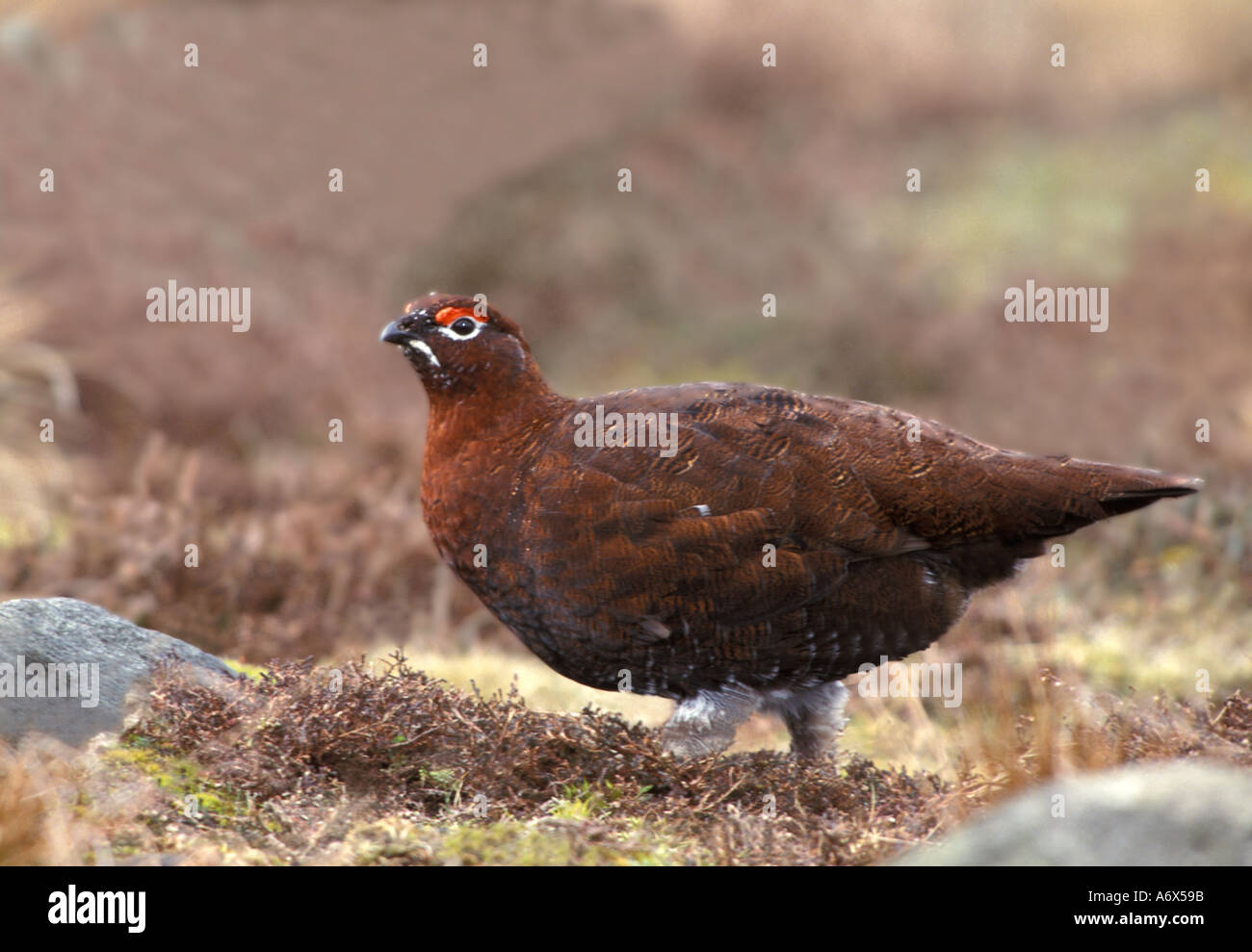 british english moors male red grouse Stock Photo - Alamy