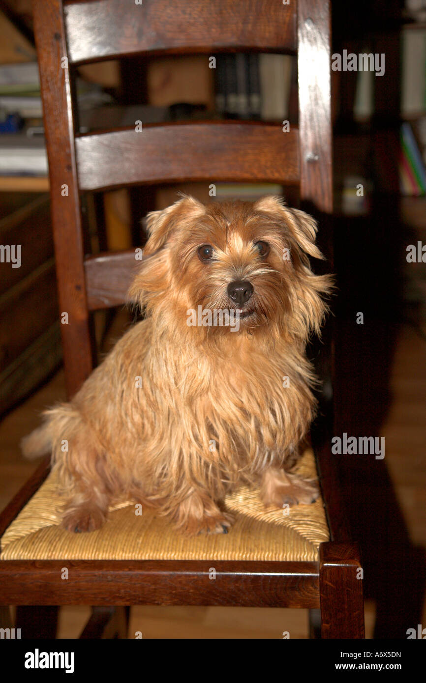 dog sitting on chair at table Stock Photo - Alamy