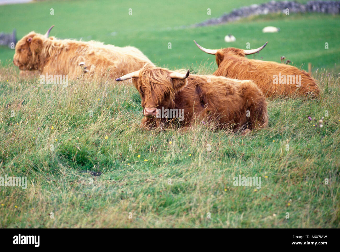 Highland Cow, Scotland Stock Photo - Alamy