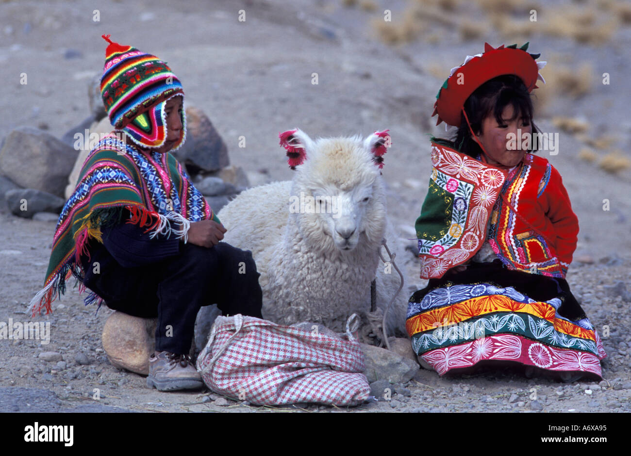 Quechua children in distinctive tribal costume and alpaca Near Chivay ...