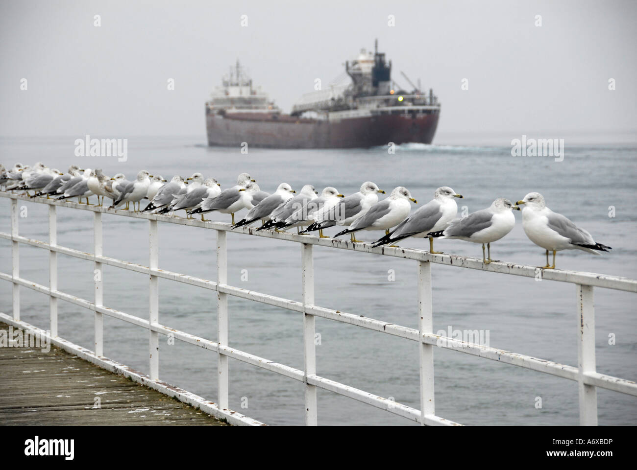 International and domestic Freighter Shipping on the St Clair River at ...