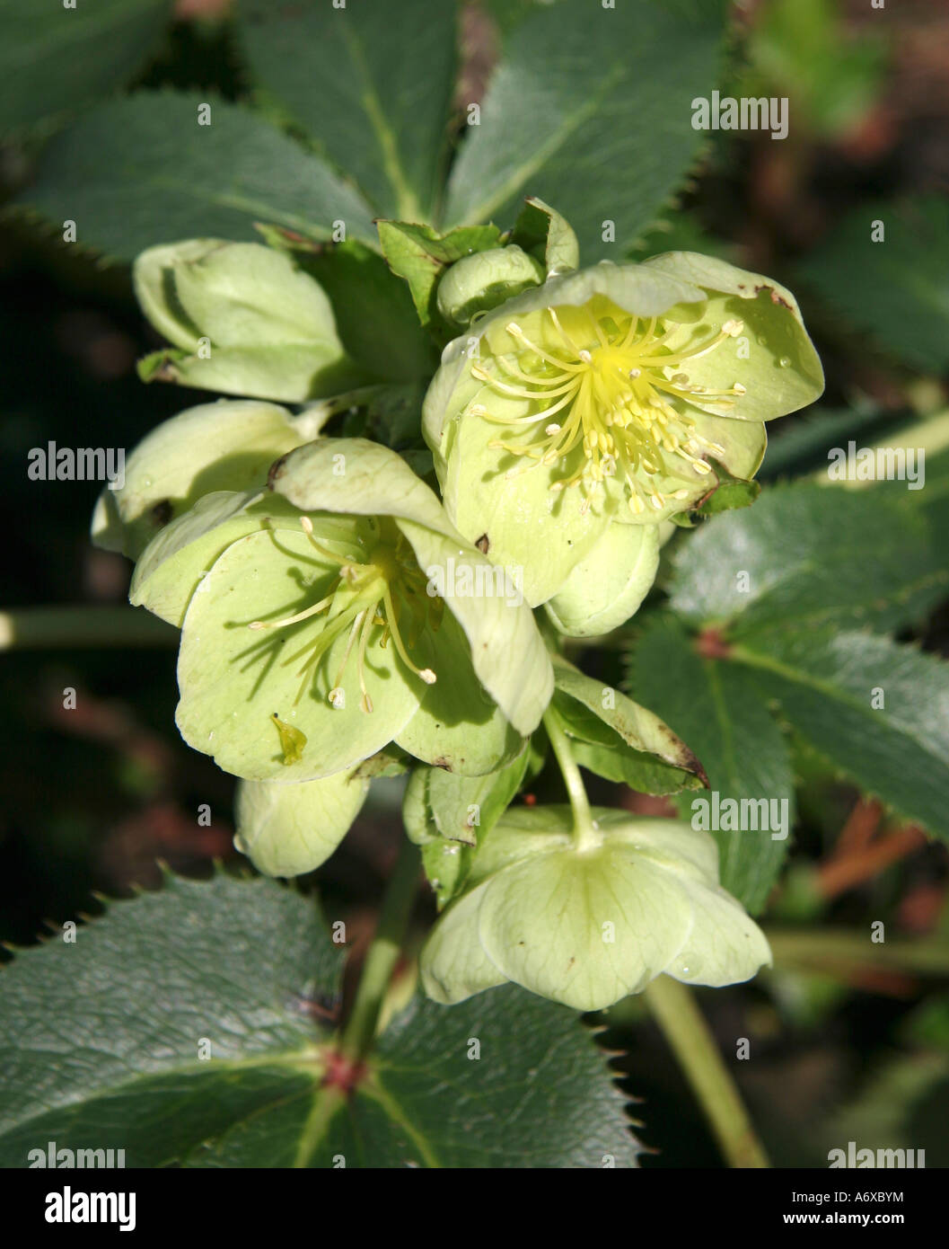 Yellow spring flowers of lenten rose hi-res stock photography and ...