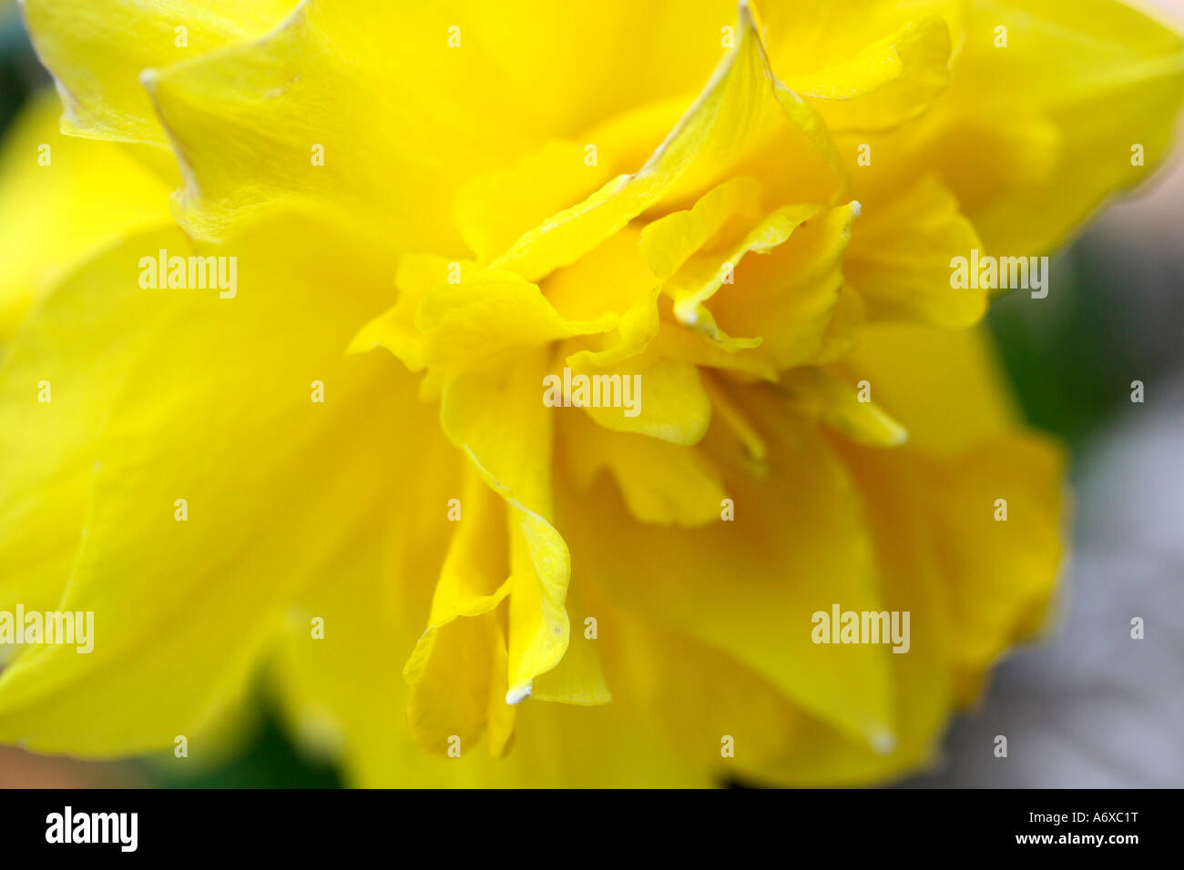 Frilly double daffodil hi-res stock photography and images - Alamy