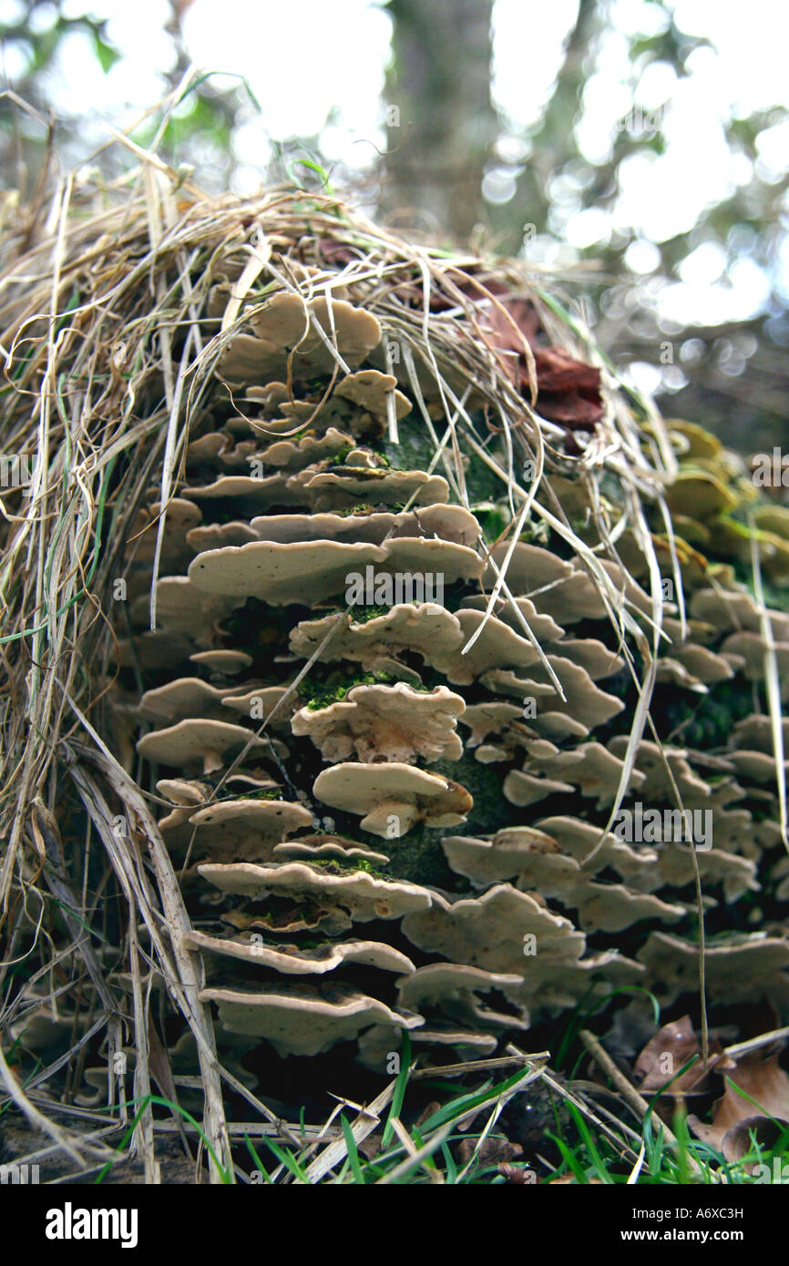 Fungi and tree bark hi-res stock photography and images - Alamy