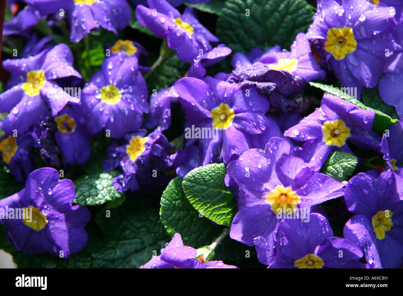 Purple primula flowers Stock Photo - Alamy