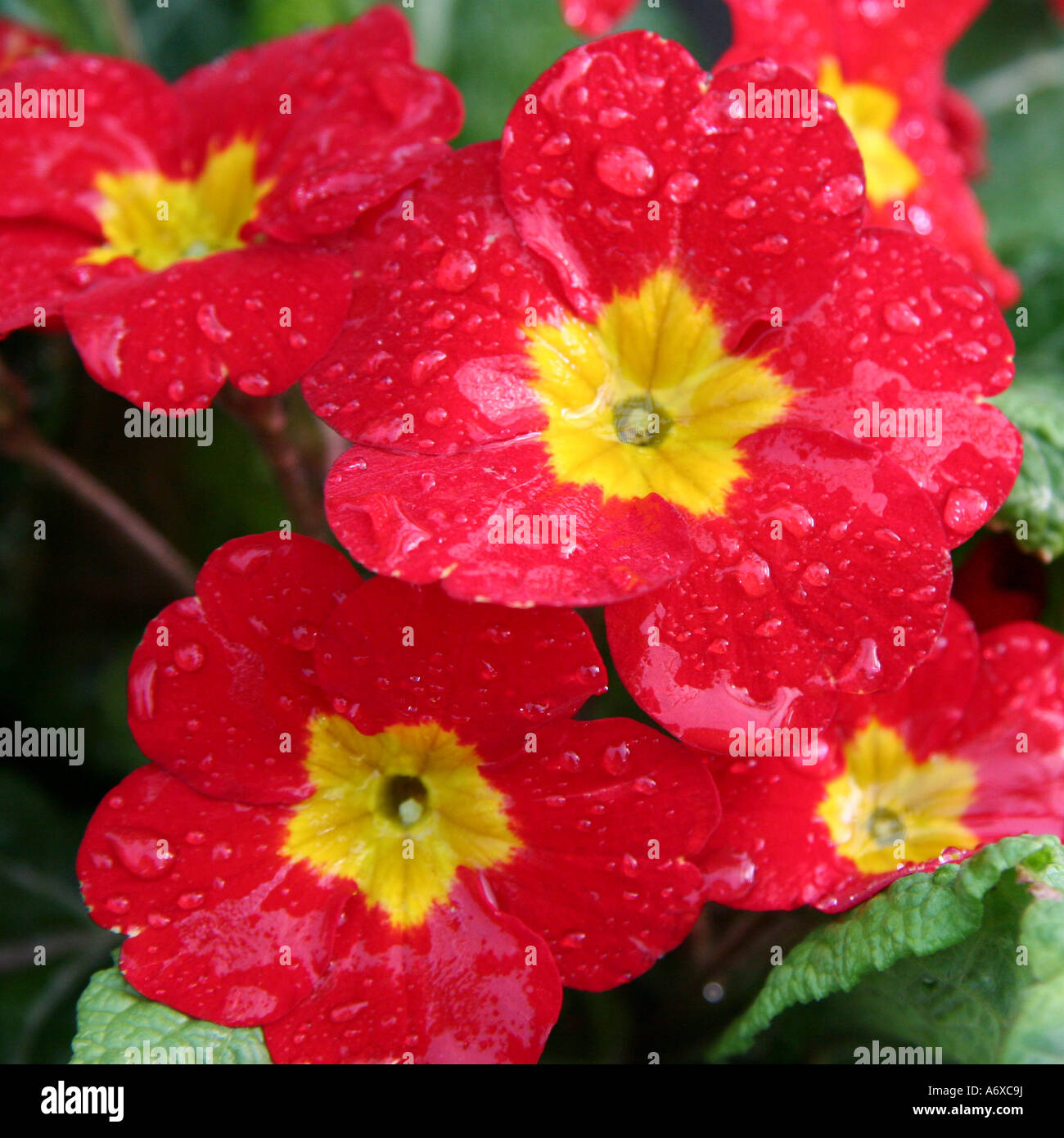 Scarlet primroses hi-res stock photography and images - Alamy