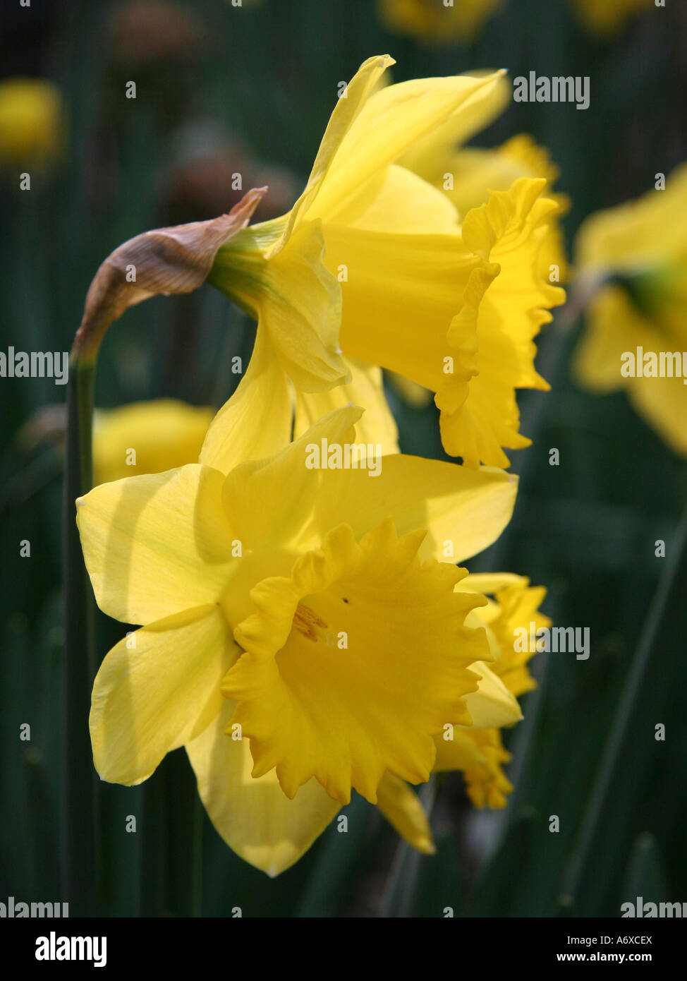 Two daffodils hi-res stock photography and images - Alamy