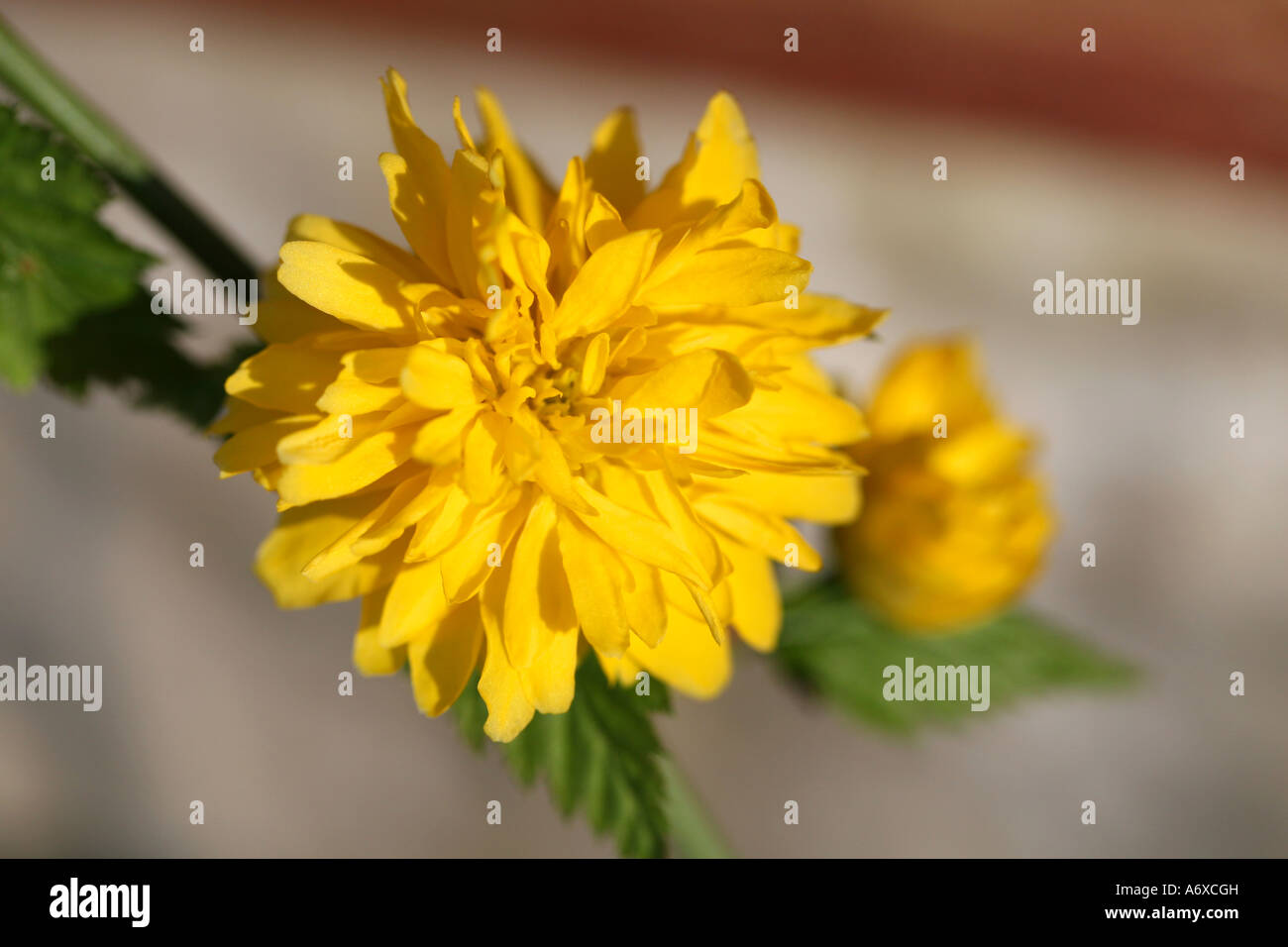Jews mallow kerria japonica hi-res stock photography and images - Alamy