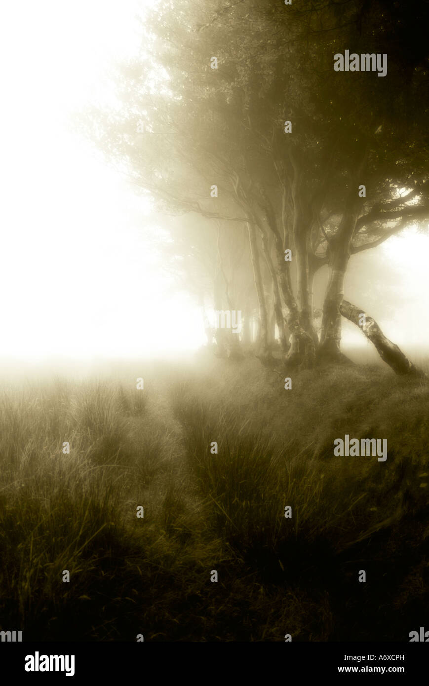 Beech hedge trees hi-res stock photography and images - Alamy