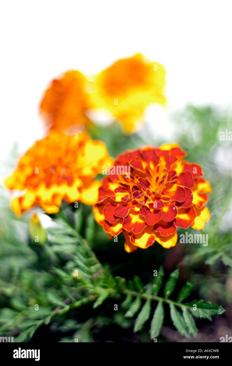 Tagetes erecta tall Stock Photo - Alamy