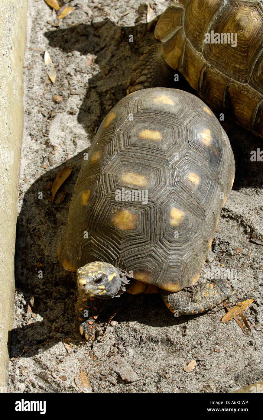 Red foot tortoise hi-res stock photography and images - Alamy