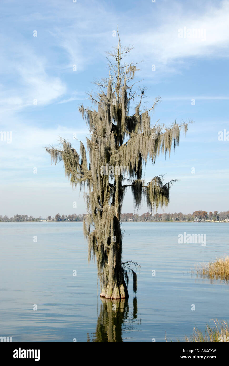 Cypress Trees at Cypress Gardens Winter Haven Florida US Stock Photo ...