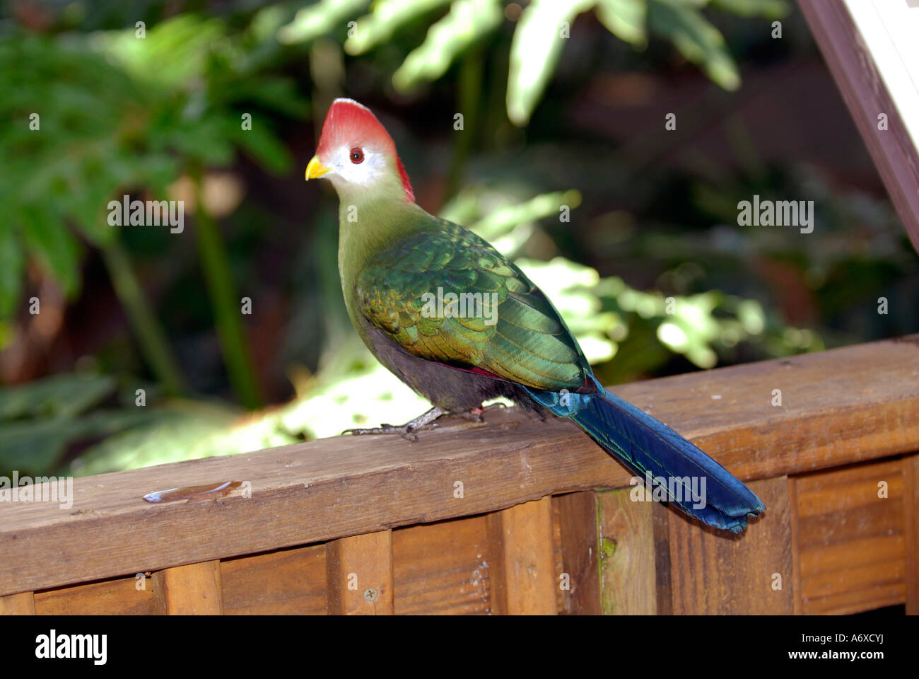 Red crested turaco tauraco erythrolophus hi-res stock photography and ...